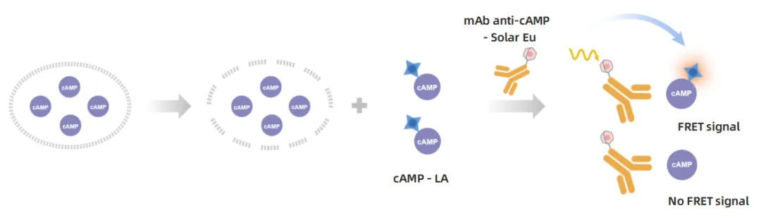 cAMP Detection “Three Musketeers” Kits | Classic, Wide-Range & Ultra ...