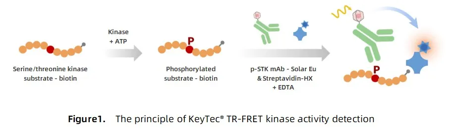 KeyTec® TR-FRET STK S2 kinase kit - Shanghai VKEY Biotechnologies Co.,Ltd.
